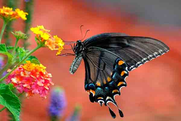 Significado de las mariposas negras | El Mundo Infinito